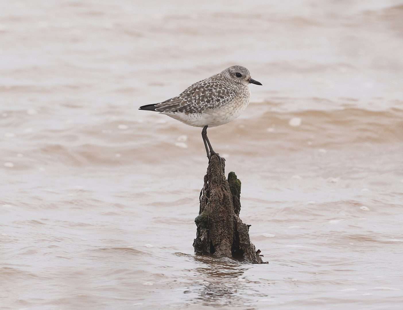 Grey Plover at Turf by Steve Hopper - Devon Birds