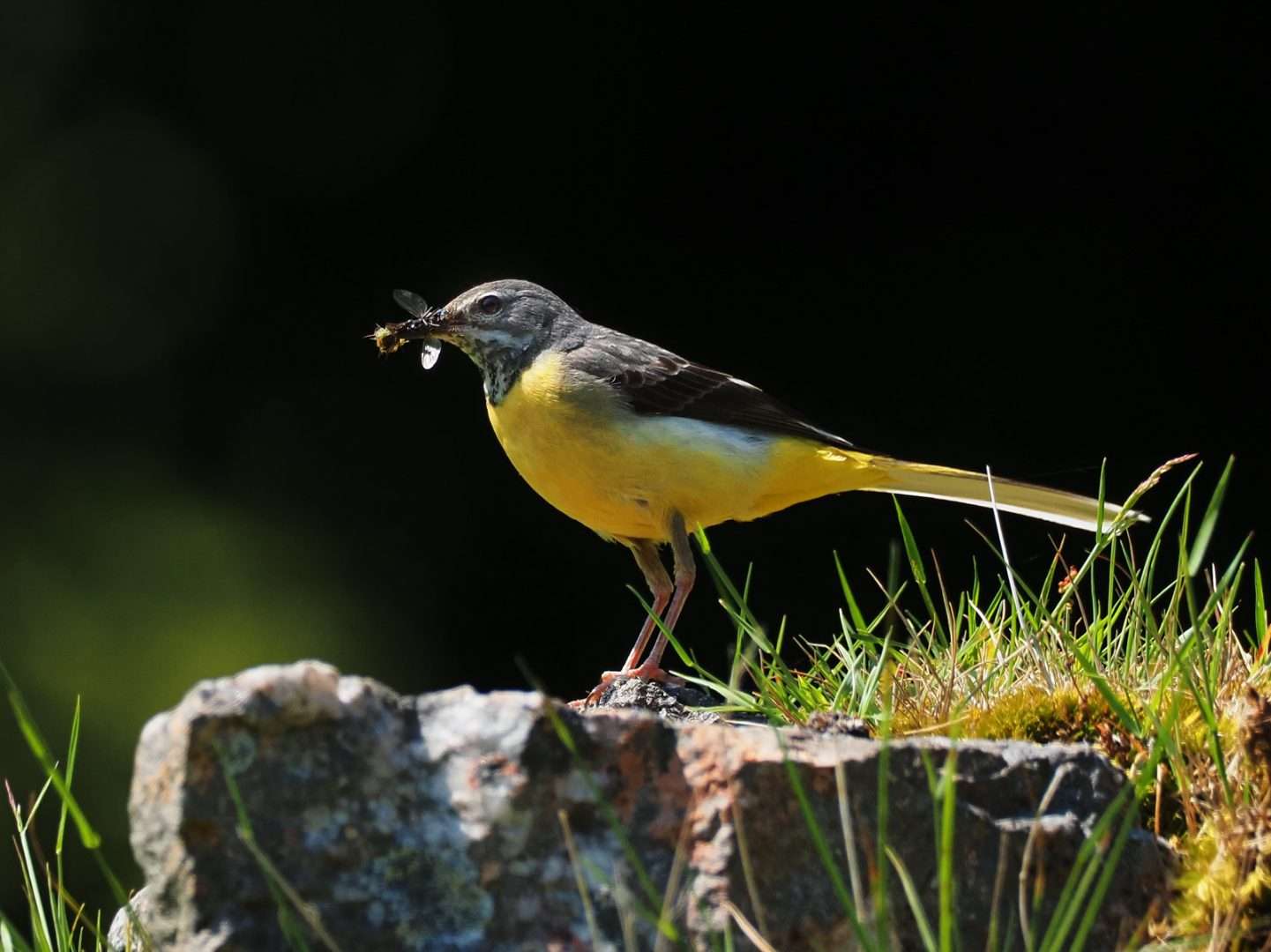 Grey Wagtail at Challacombe Farm by Tom Wallis - Devon Birds