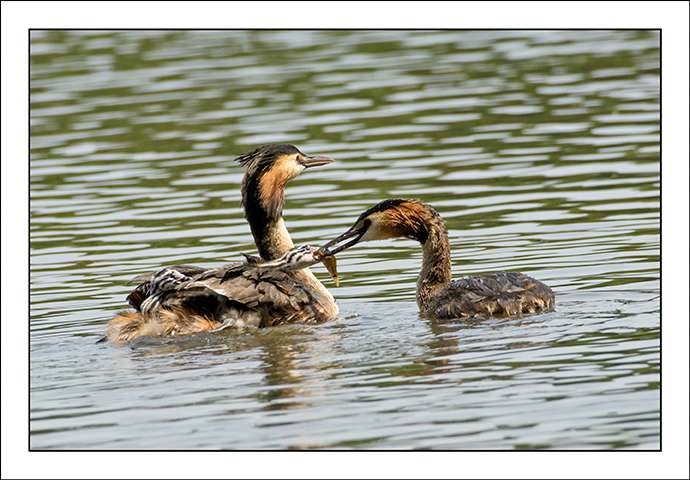 Gt. Crested grebe at Stover C.P. by Ron Champion - Devon Birds