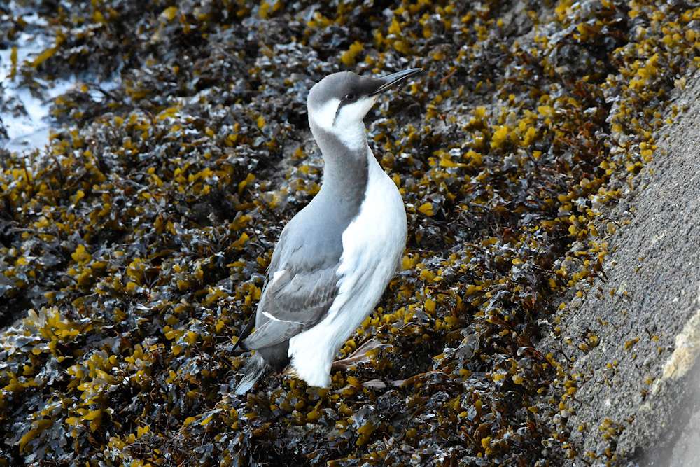 Guillemot at Brixham by Greg Bradbury - Devon Birds