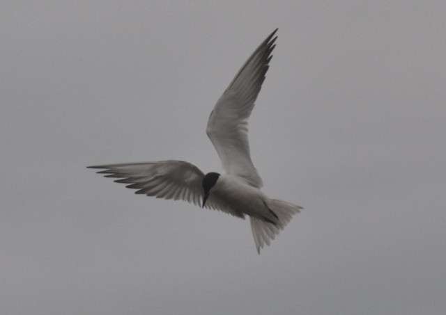 Gull-billed Tern at Passage House Inn by Simon Thurgood - Devon Birds