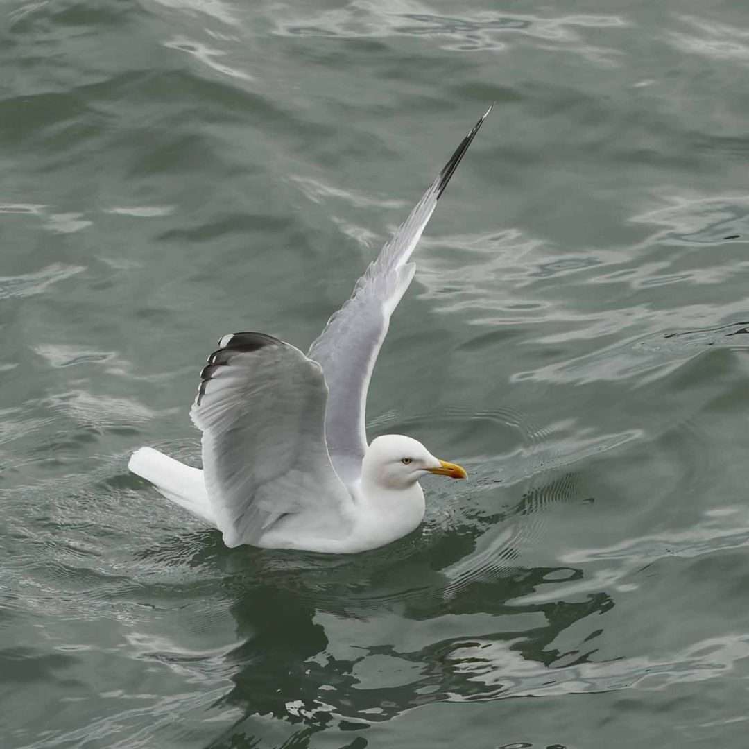 Herring Gull at Hopes Nose, Torquay by Steve Hopper - Devon Birds