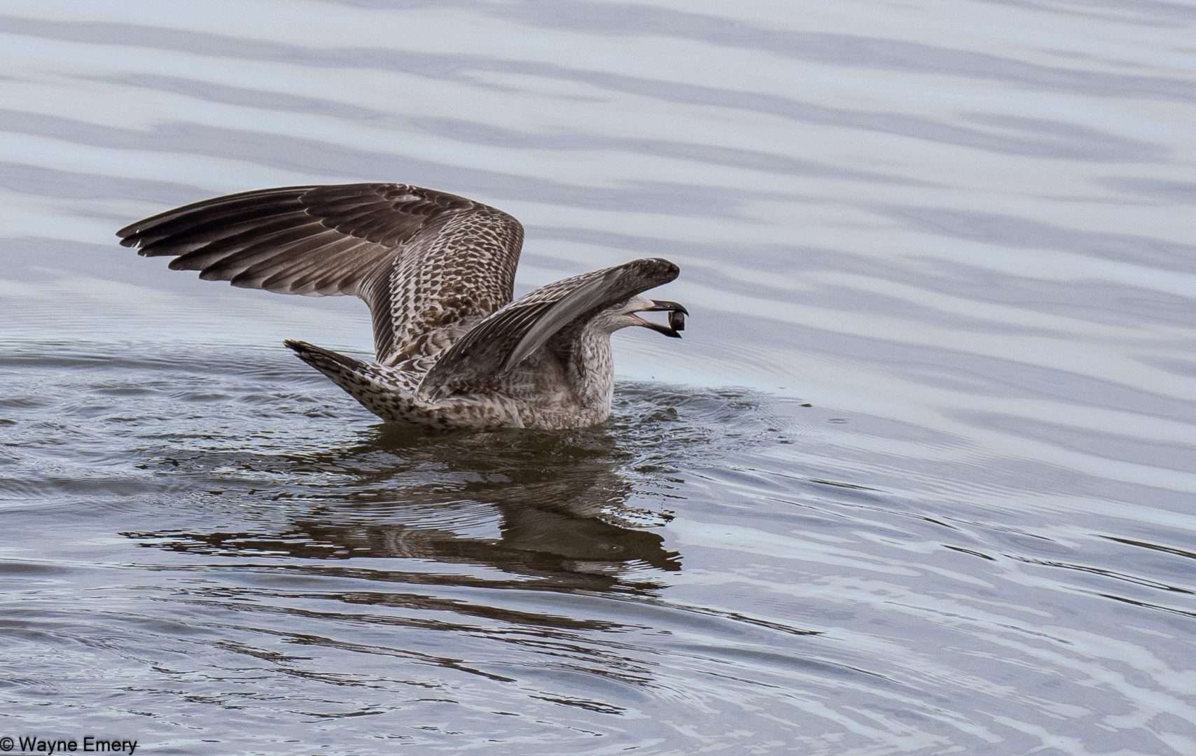 Herring Gull at Blaxton Meadow by Wayne Emery - Devon Birds