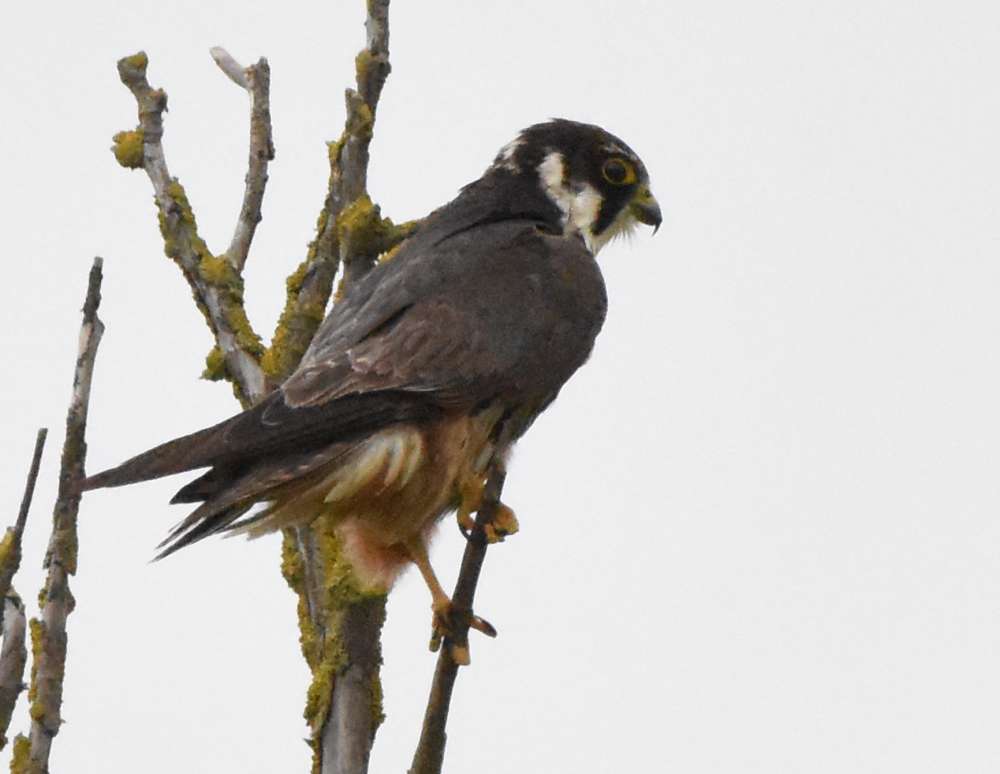 Hobby at Beesands by Dave Easter - Devon Birds