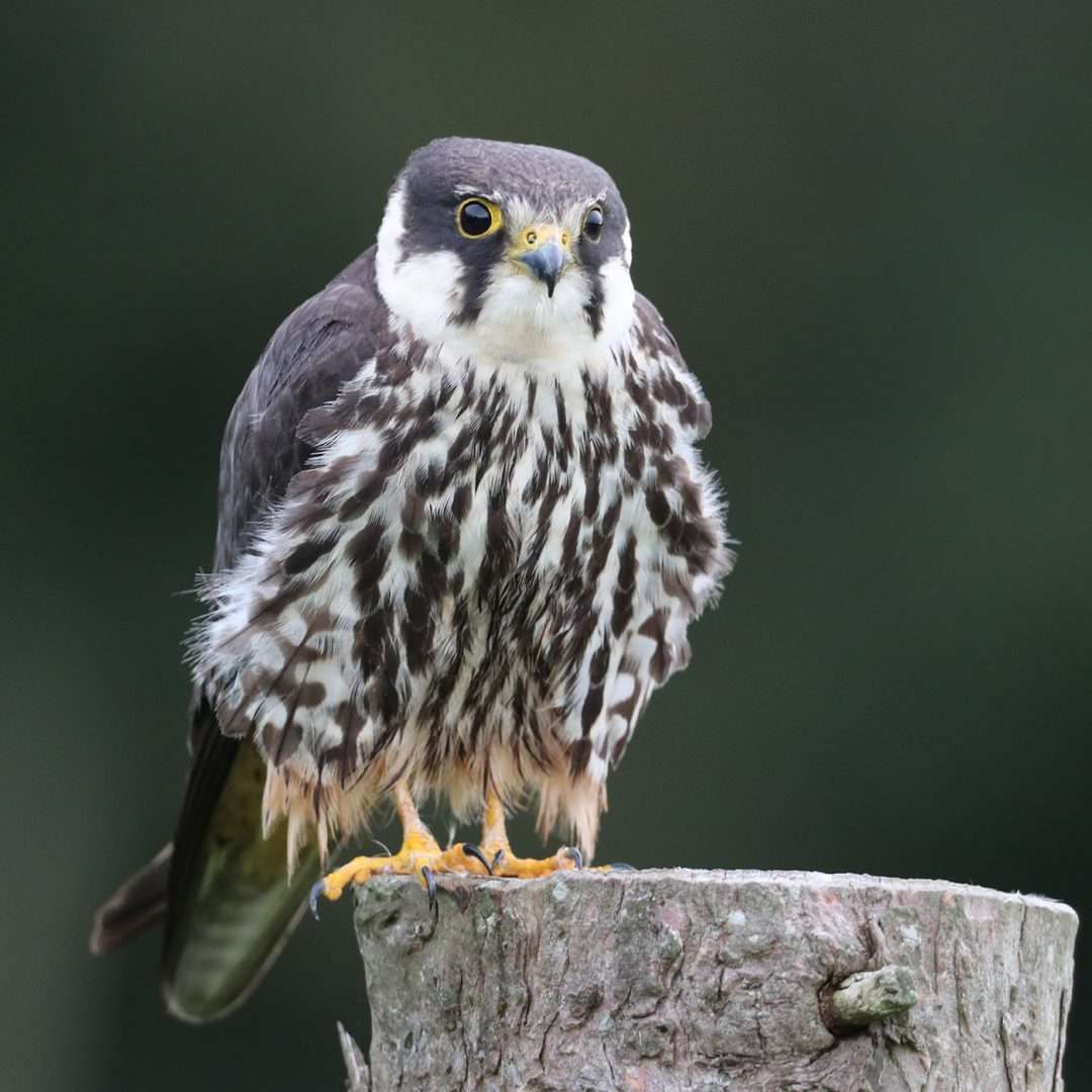 Hobby at South Brent by Steve Hopper - Devon Birds