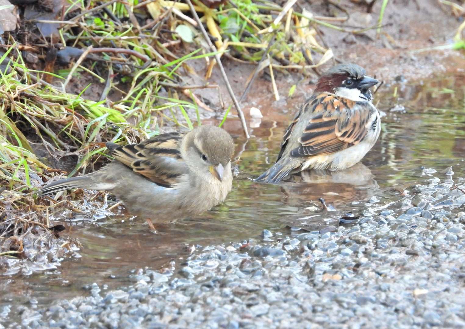 Conservation Initiatives - Devon Birds