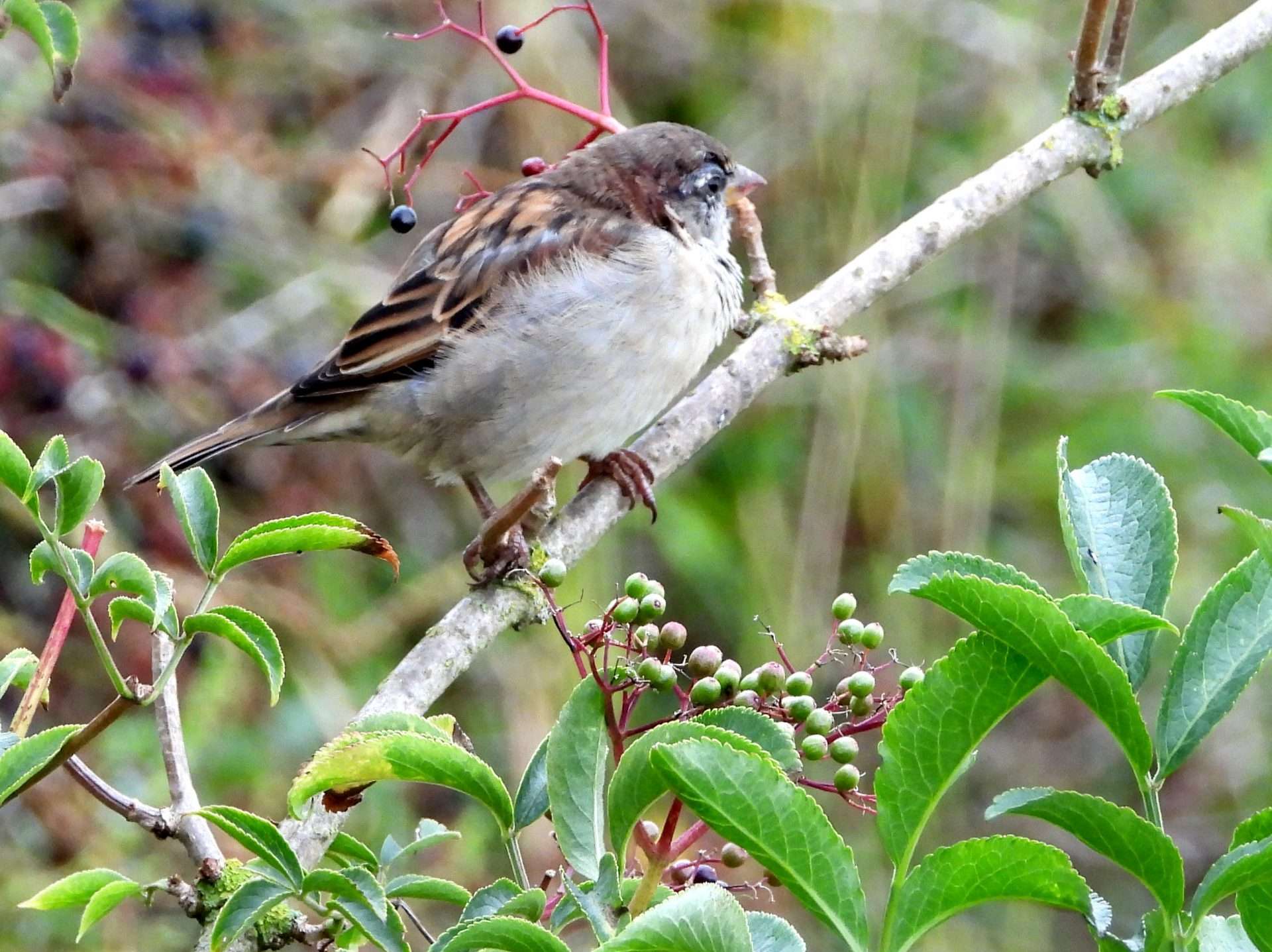 House Sparrow at Exminster marshes RSPB by Kenneth Bradley - Devon Birds