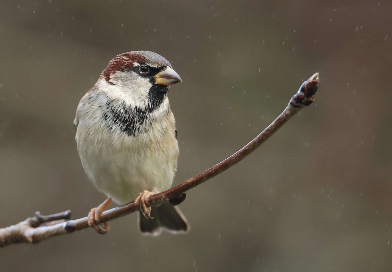 House Sparrow at South Brent by Steve Hopper - Devon Birds
