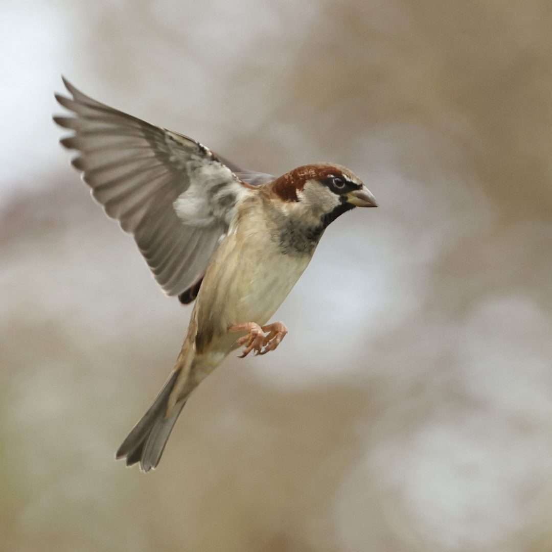 House Sparrow at South Brent by Steve Hopper - Devon Birds