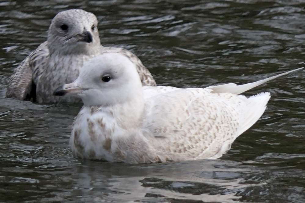 Iceland Gull at Ilfracombe by Martin Thorne - Devon Birds
