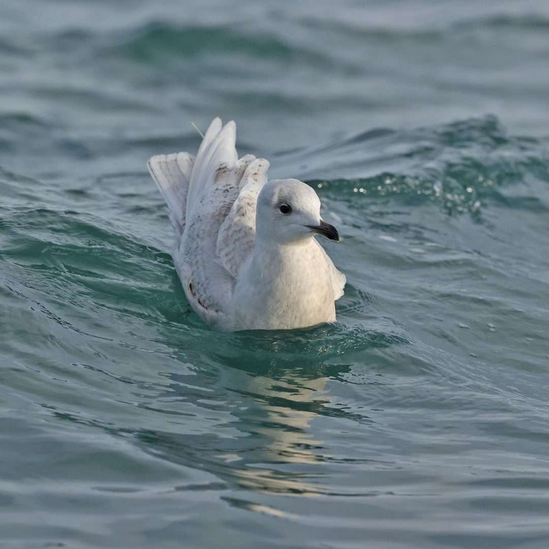 Iceland Gull at Torbay by Steve Hopper - Devon Birds