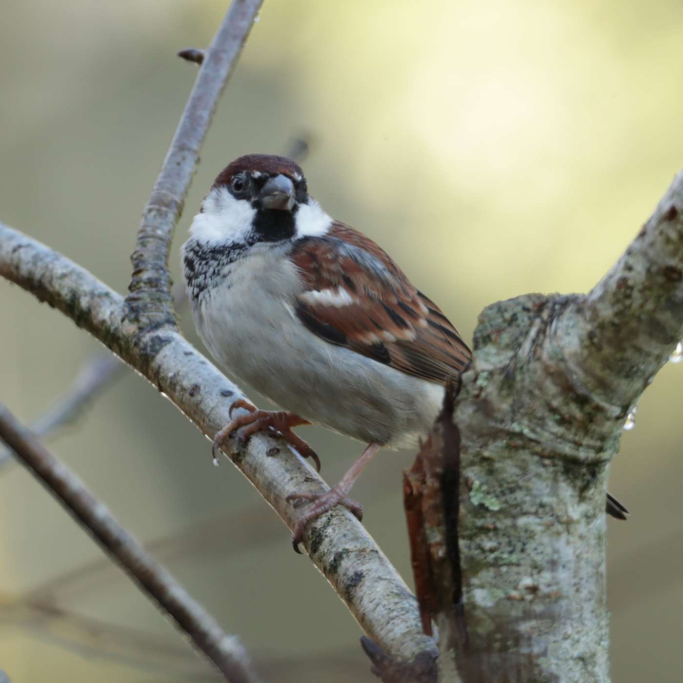 Italian Sparrow at South Brent by Steve Hopper - Devon Birds