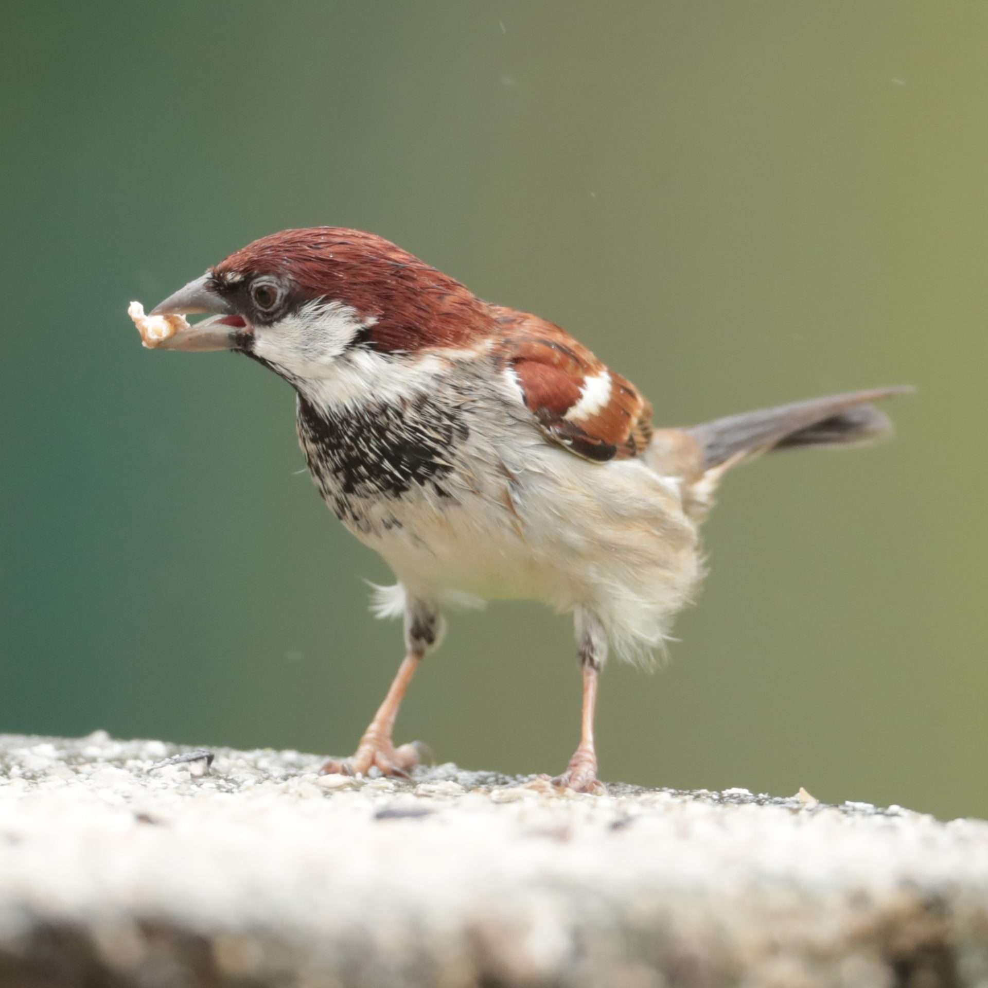 Italian Sparrow at South Brent by Steve Hopper - Devon Birds