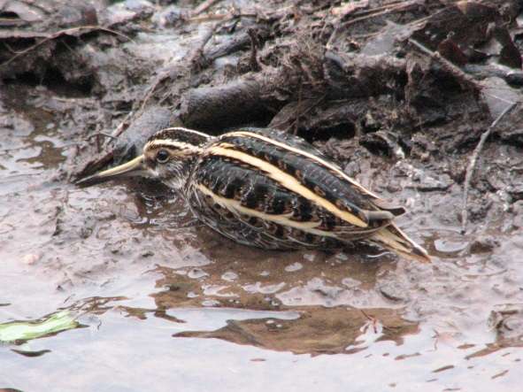 Jack Snipe at Budleigh Salterton by David Jannaway - Devon Birds
