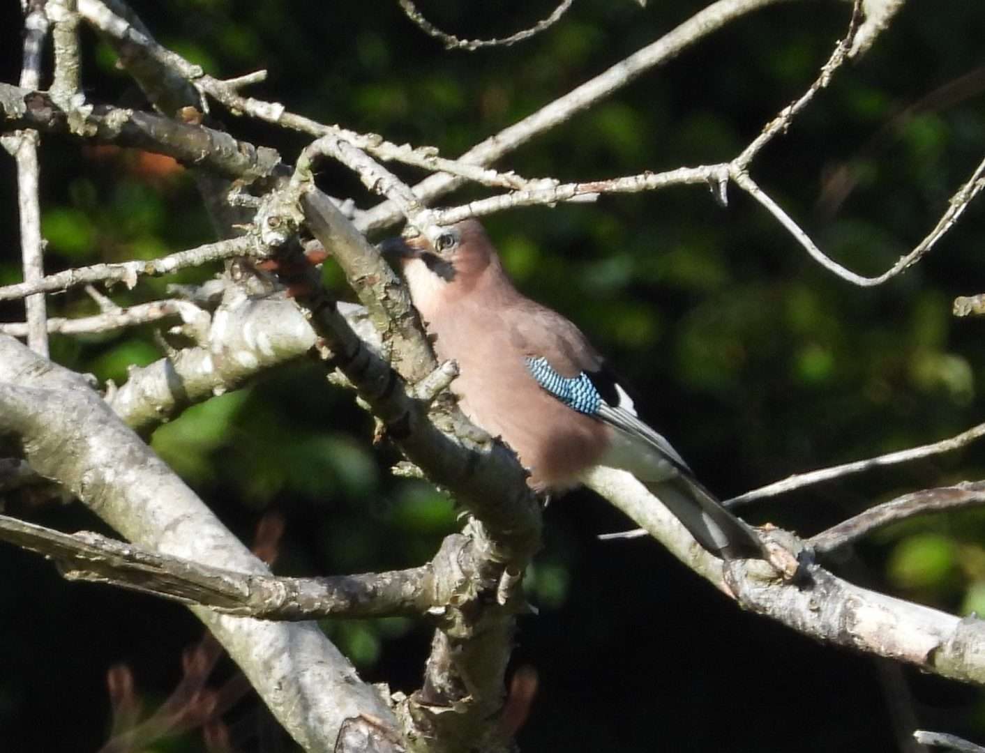 Jay at Parke NT by Kenneth Bradley - Devon Birds