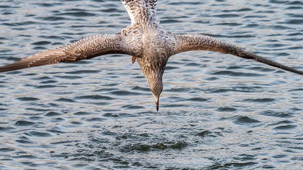 Juvenile Black Backed Gull? at Brixham Harbour by Andrew Barnes - Devon ...
