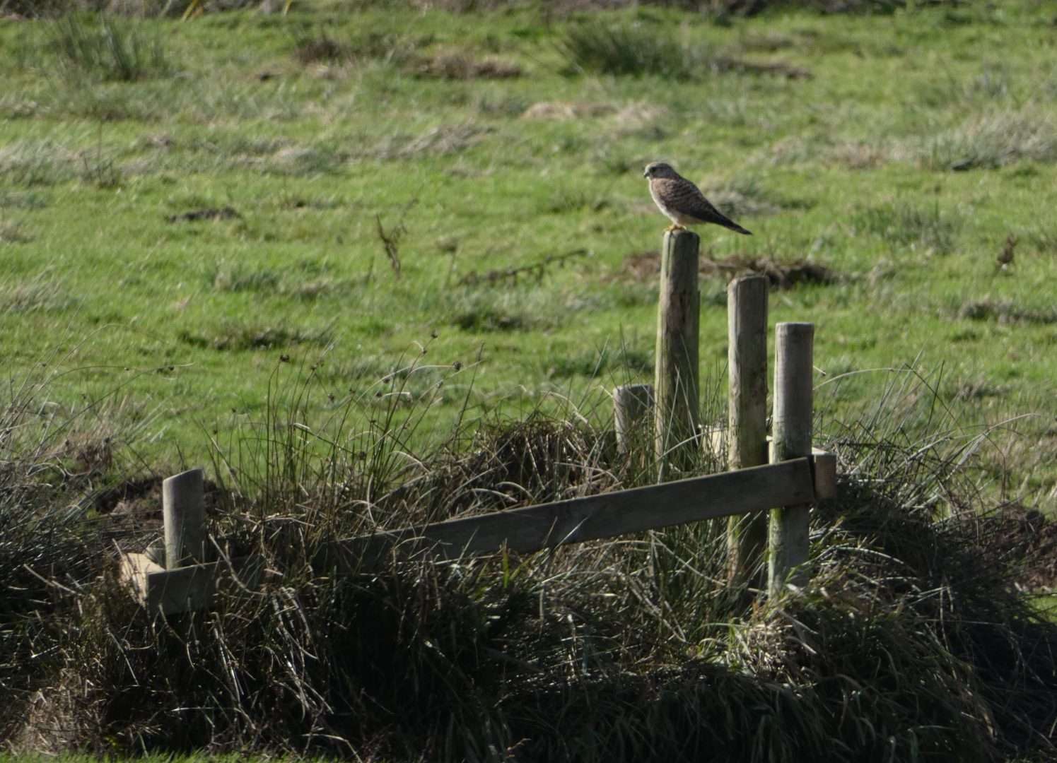 Kestrel at Exminster marshes RSPB by Kenneth Bradley - Devon Birds