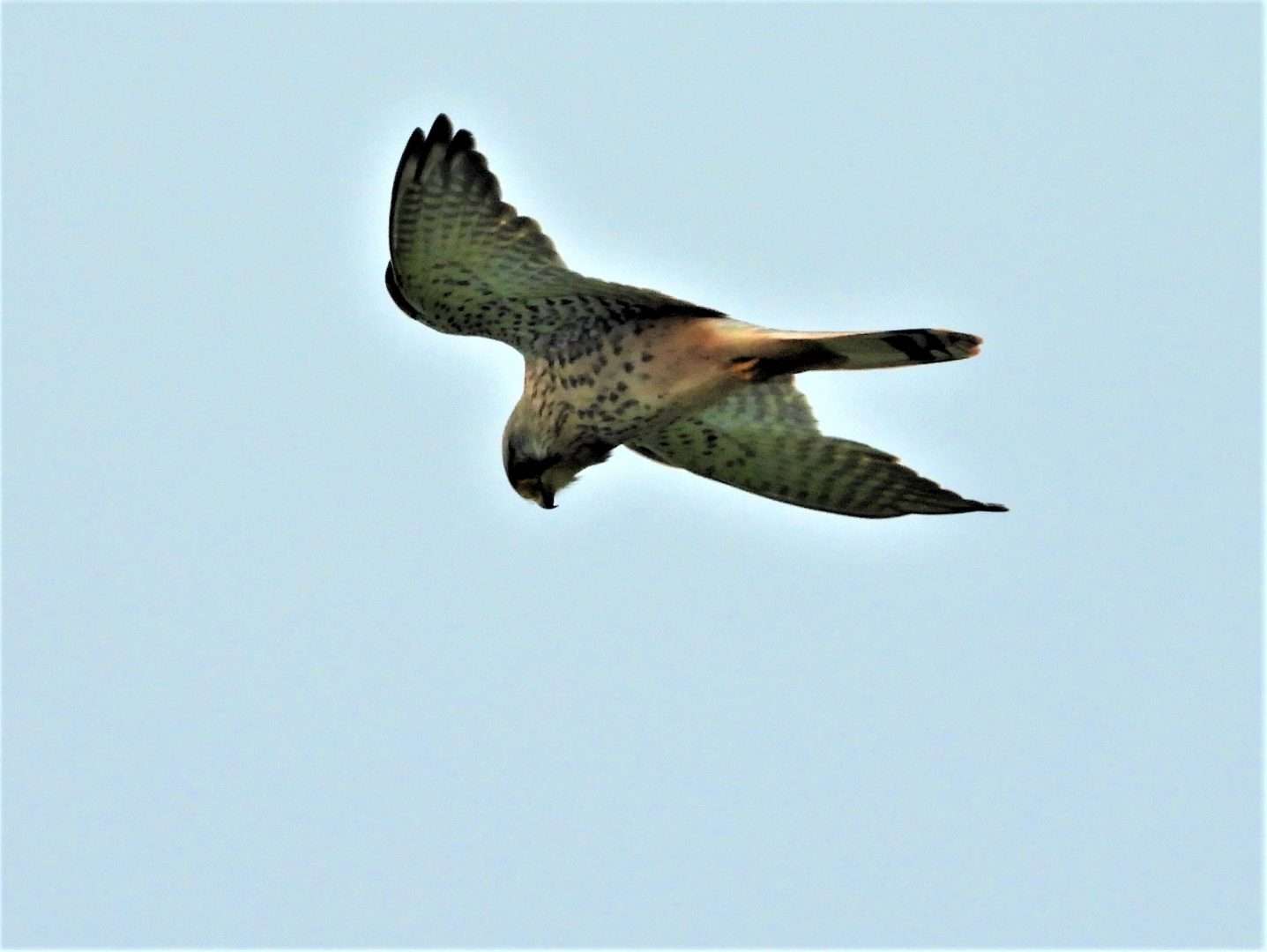Kestrel at Labrador Bay RSPB by Kenneth Bradley - Devon Birds