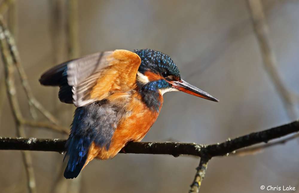 Kingfisher at clennon Valley, Torbay by Christopher Lake - Devon Birds
