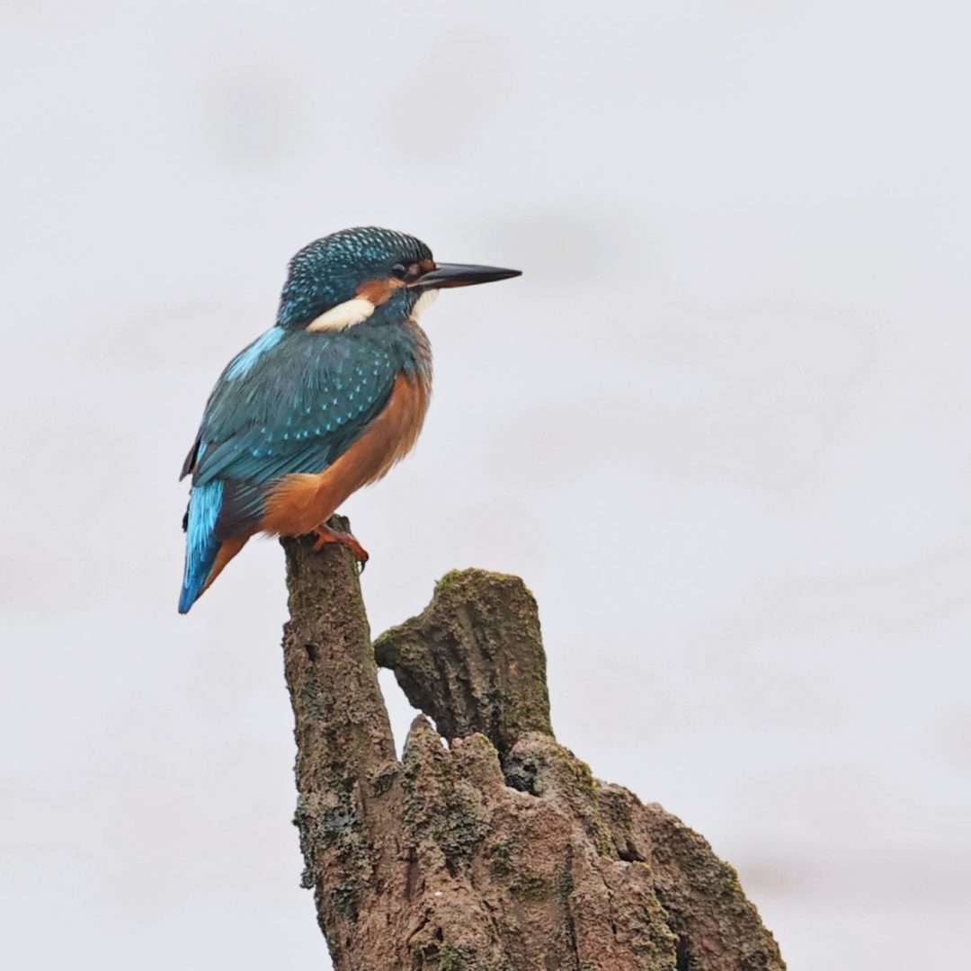 Kingfisher at Exminster marsh by Steve Hopper - Devon Birds