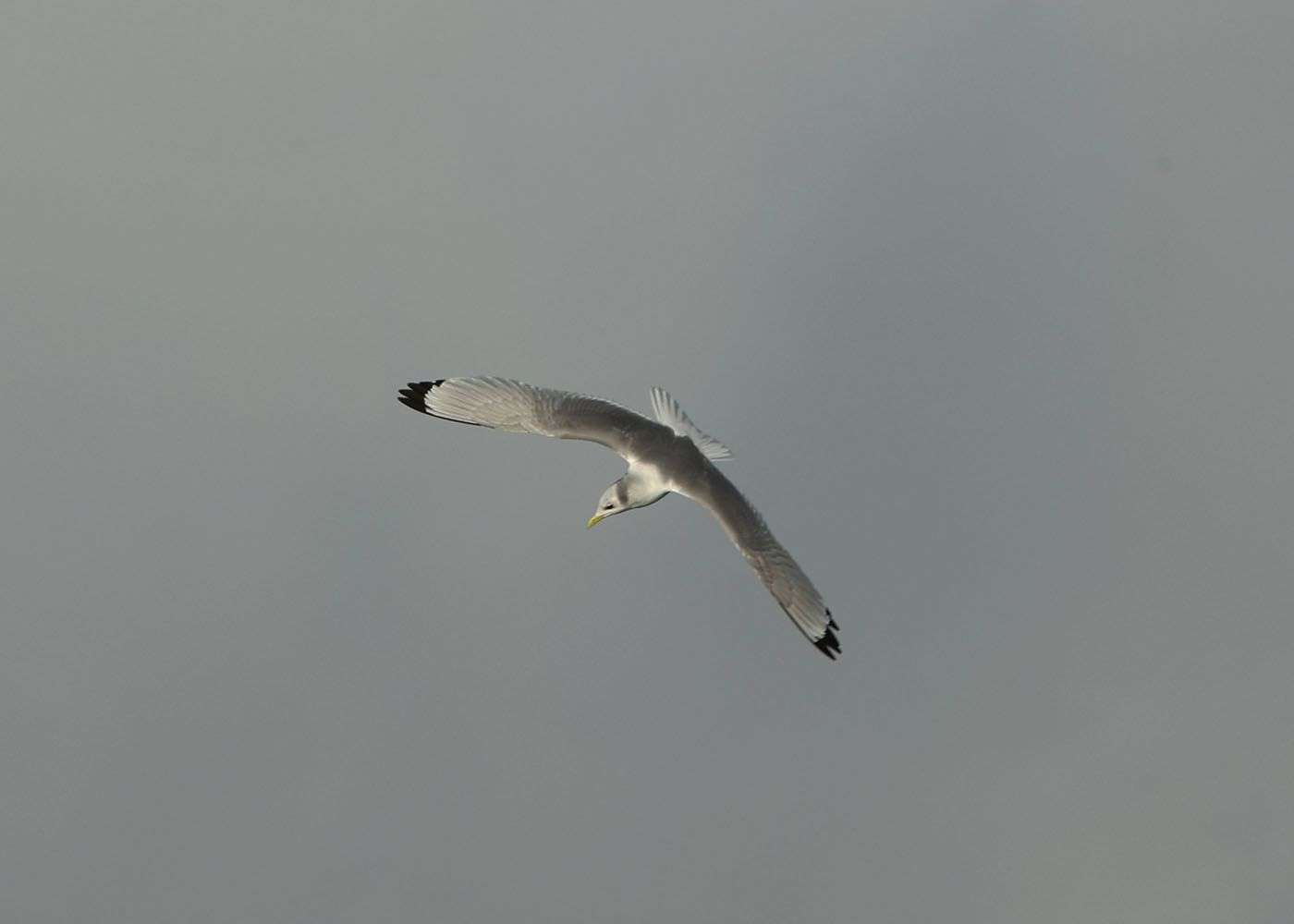 Kittiwake at Brixham by Steve Hopper - Devon Birds