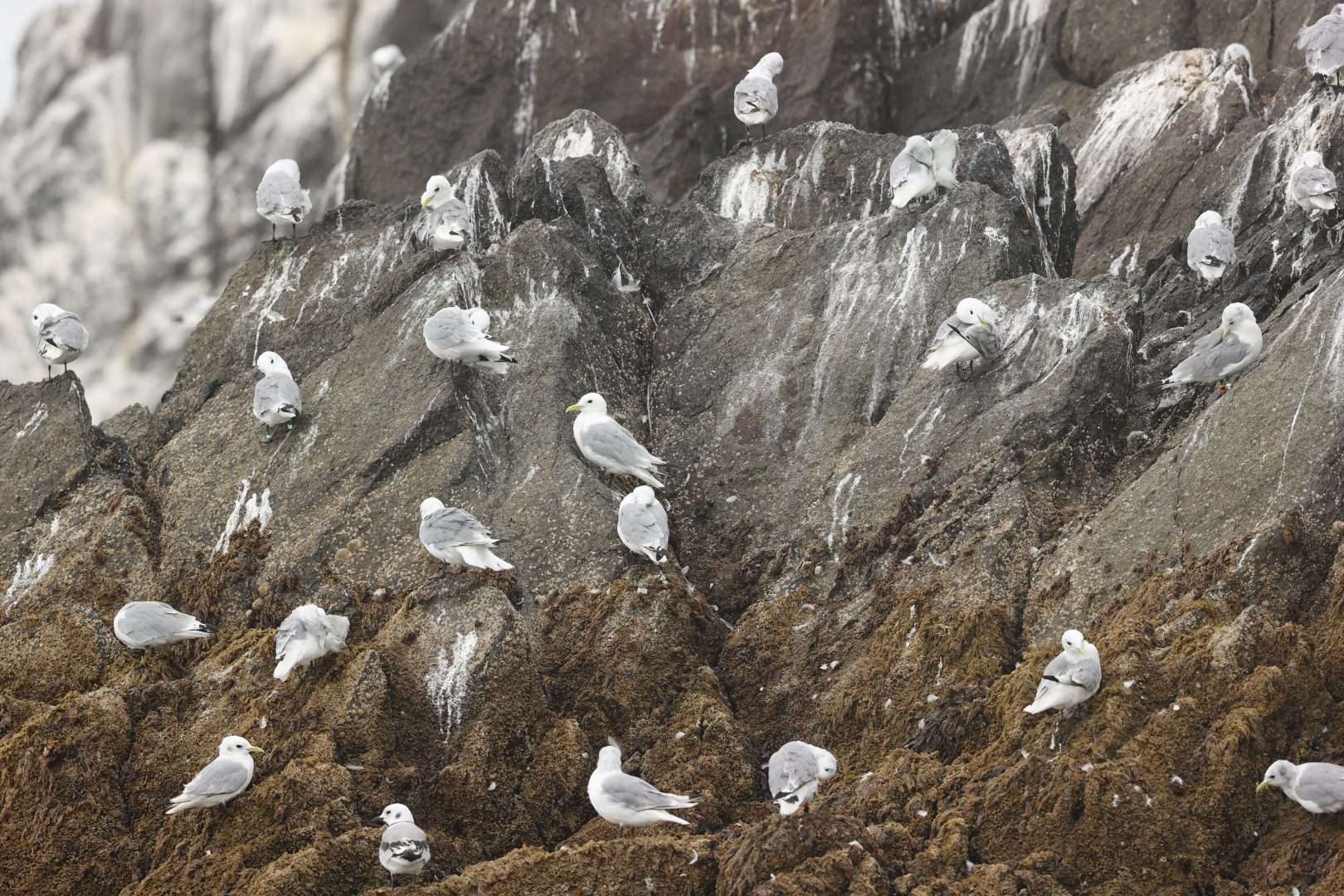 Kittiwake at Torbay by Steve Hopper - Devon Birds