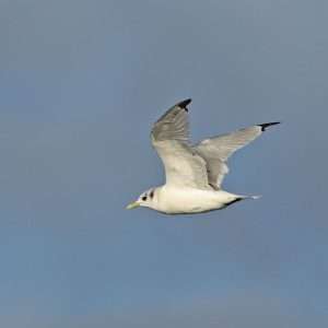 Kittiwake at Torbay by Steve Hopper - Devon Birds