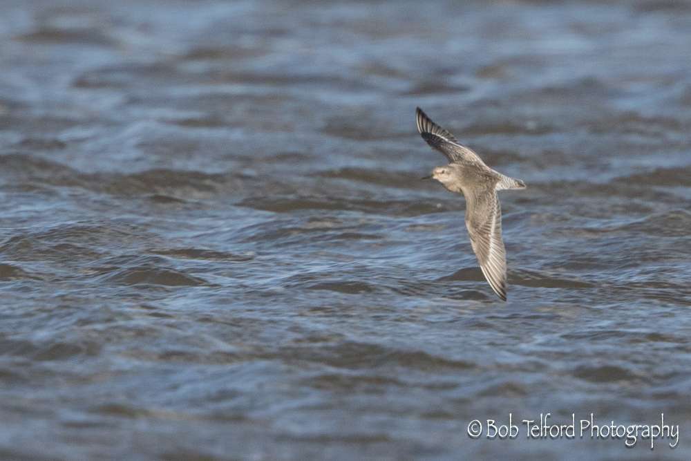 Knot at Cockwood by Bob Telford - Devon Birds