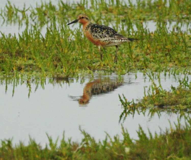 Knot at The Skern, Appledore by Phil & Sue Naylor - Devon Birds