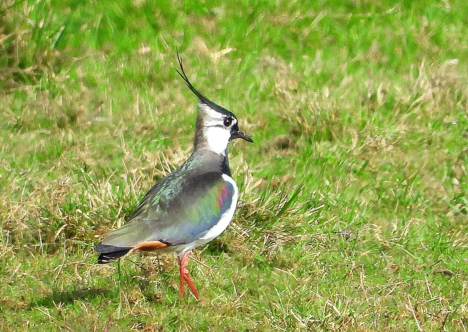Lapwing at Exminster marshes RSPB by Kenneth Bradley - Devon Birds