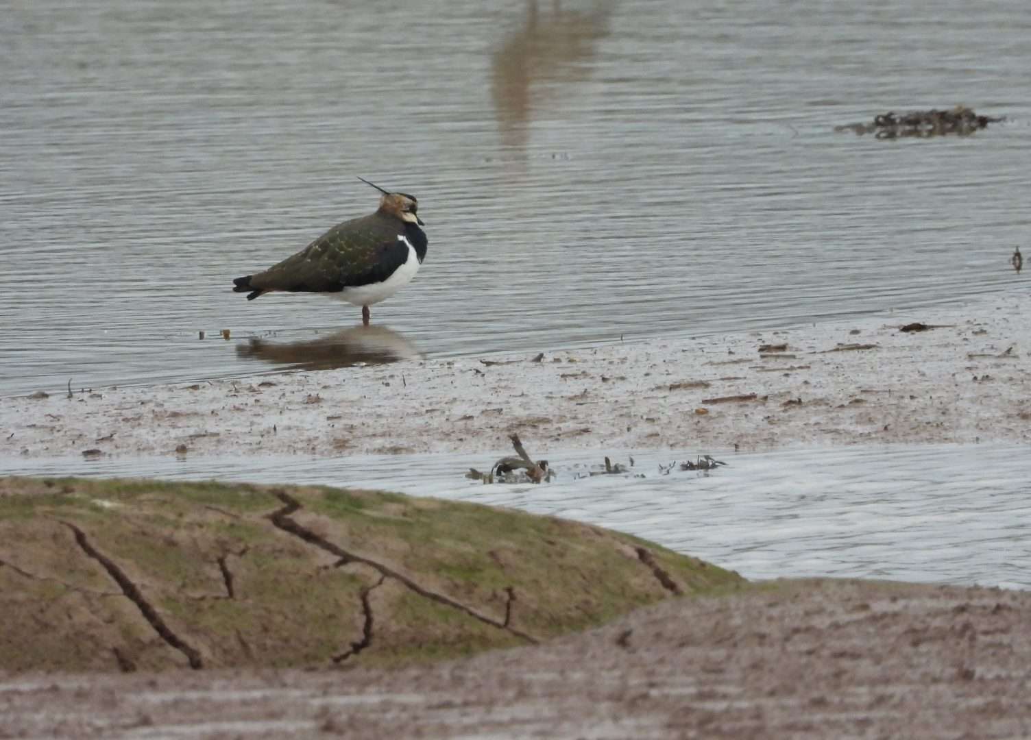 Lapwing at Goosemoor RSPB by Kenneth Bradley - Devon Birds