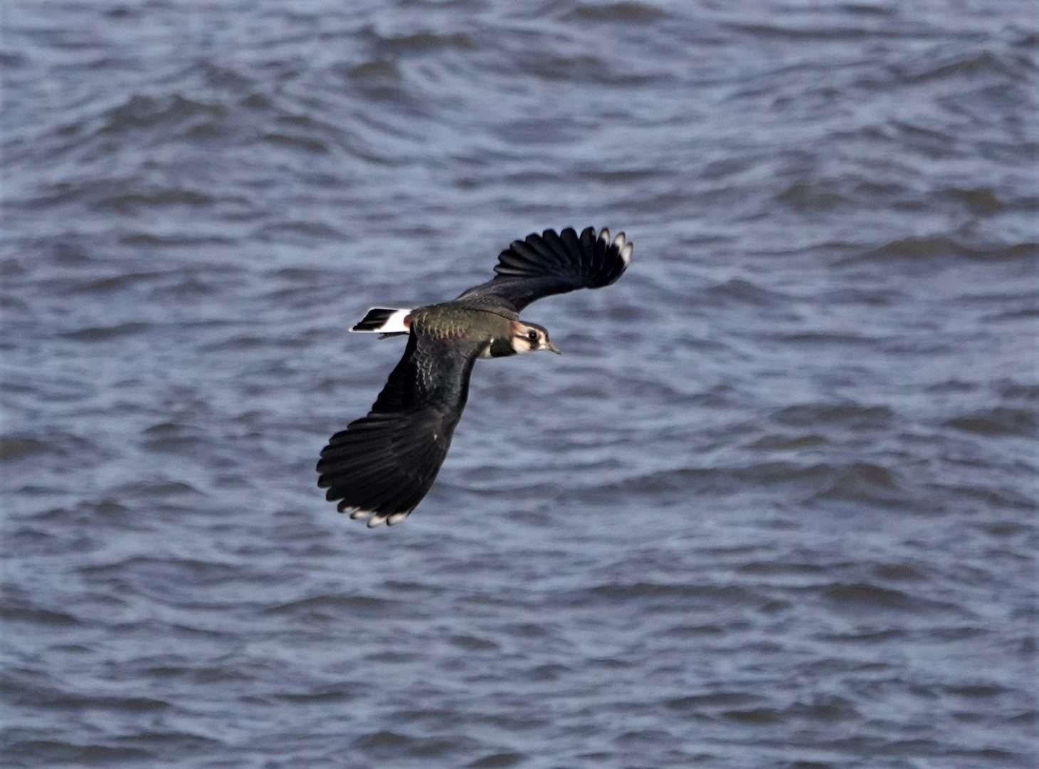 Lapwing at Home Farm Marsh by Paul Howrihane - Devon Birds