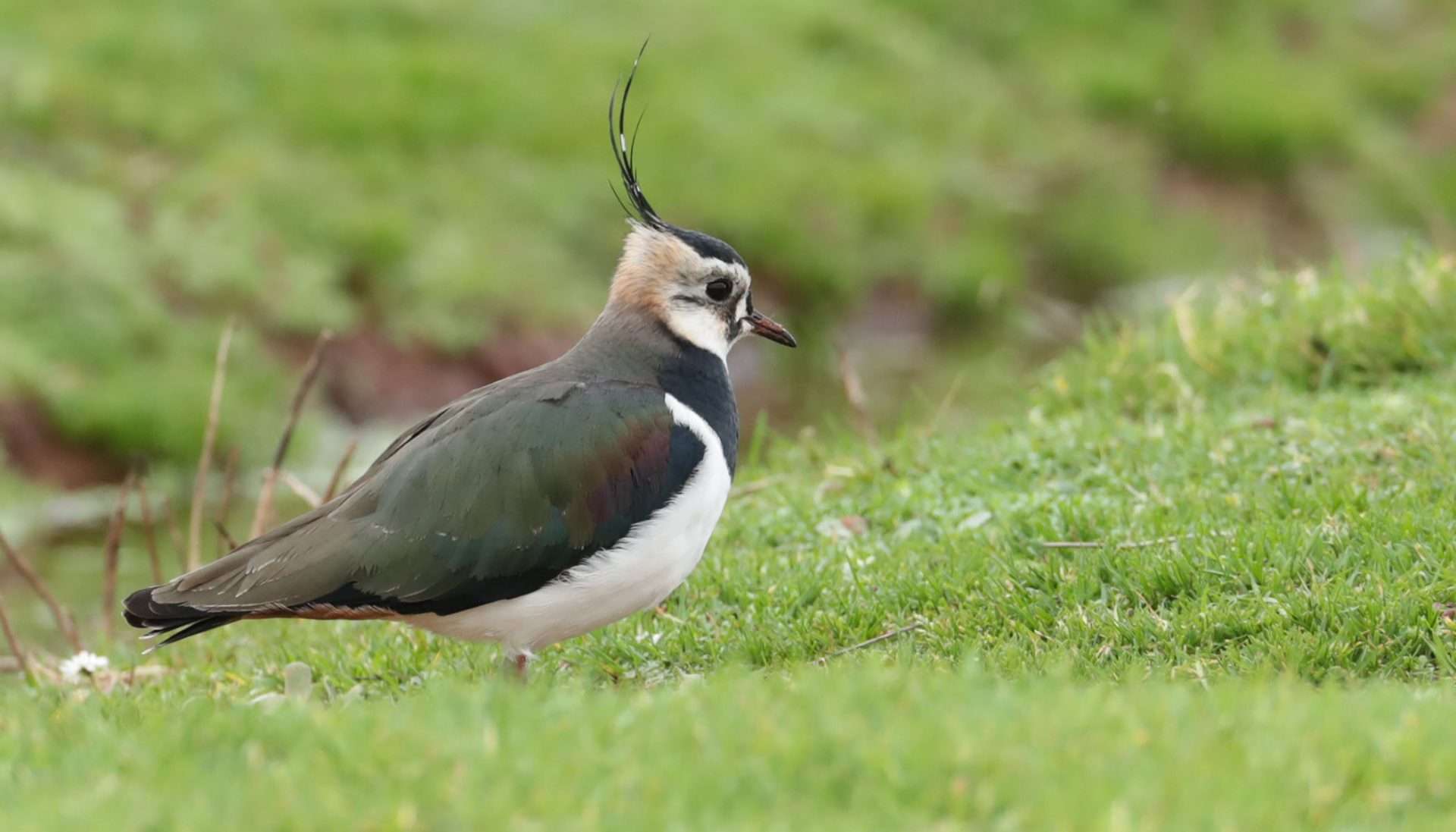 Lapwing at Starcross by Steve Hopper - Devon Birds