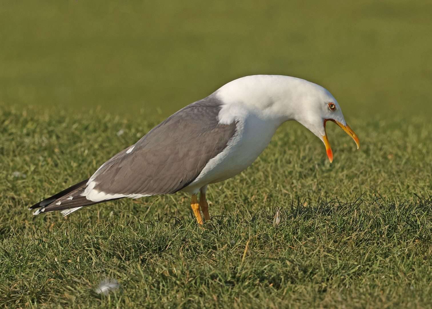 Lesser Black-backed Gull at Exeter by Steve Hopper - Devon Birds