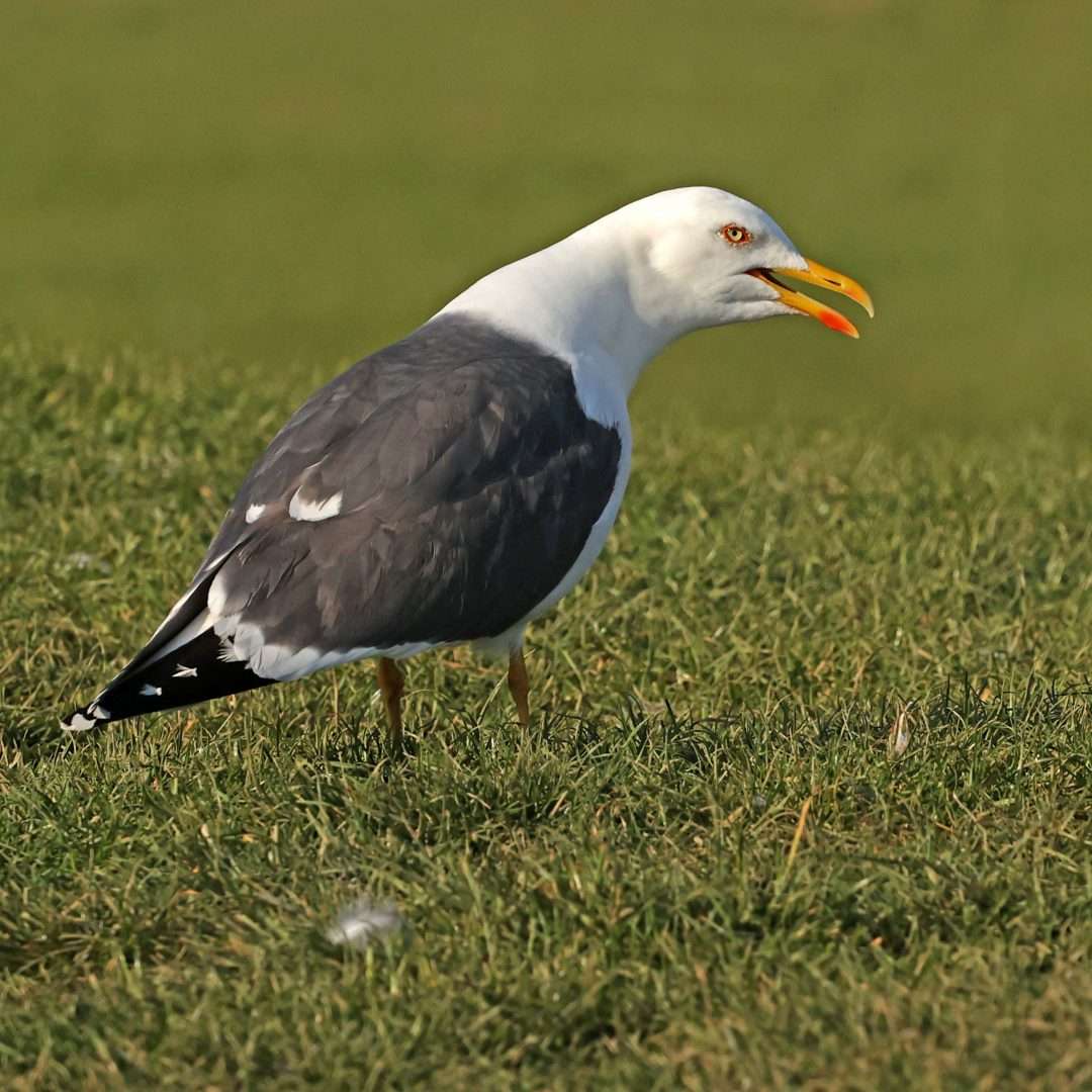 Lesser Black-backed Gull at Exeter by Steve Hopper - Devon Birds