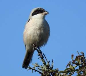 Lesser Grey Shrike at Mount Batten Point, Plymouth by Dave Helliar ...