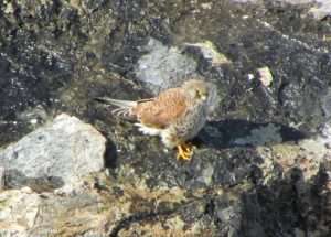 Lesser Kestrel at Hope's Nose by Simon Geary - Devon Birds