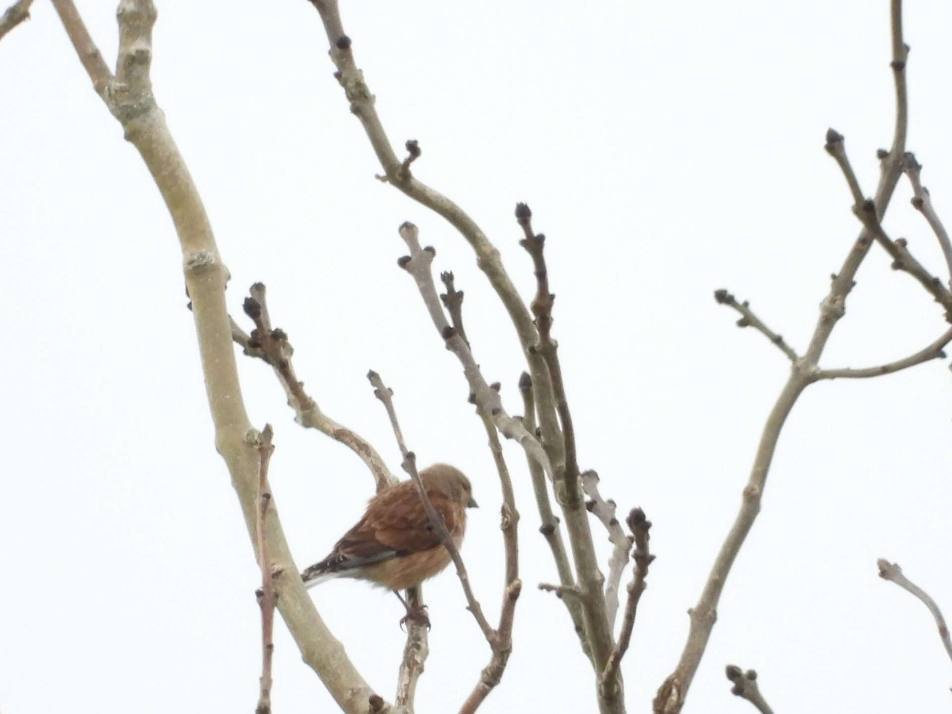 Linnet at Haccombe by Kenneth Bradley - Devon Birds