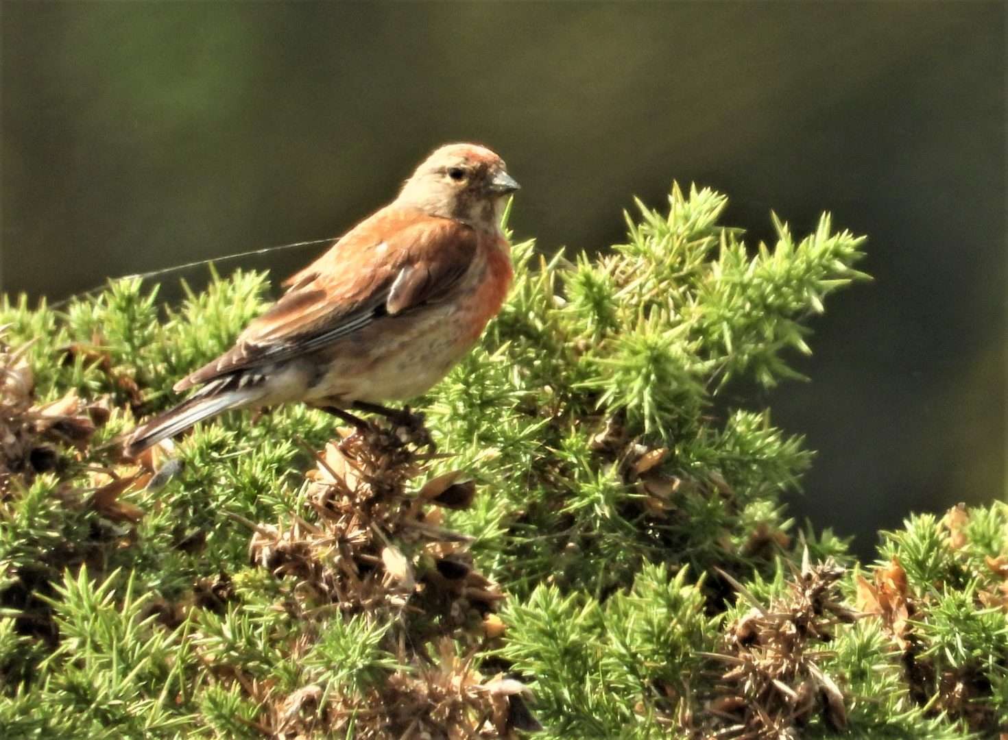 Linnet at Slapton by Kenneth Bradley - Devon Birds
