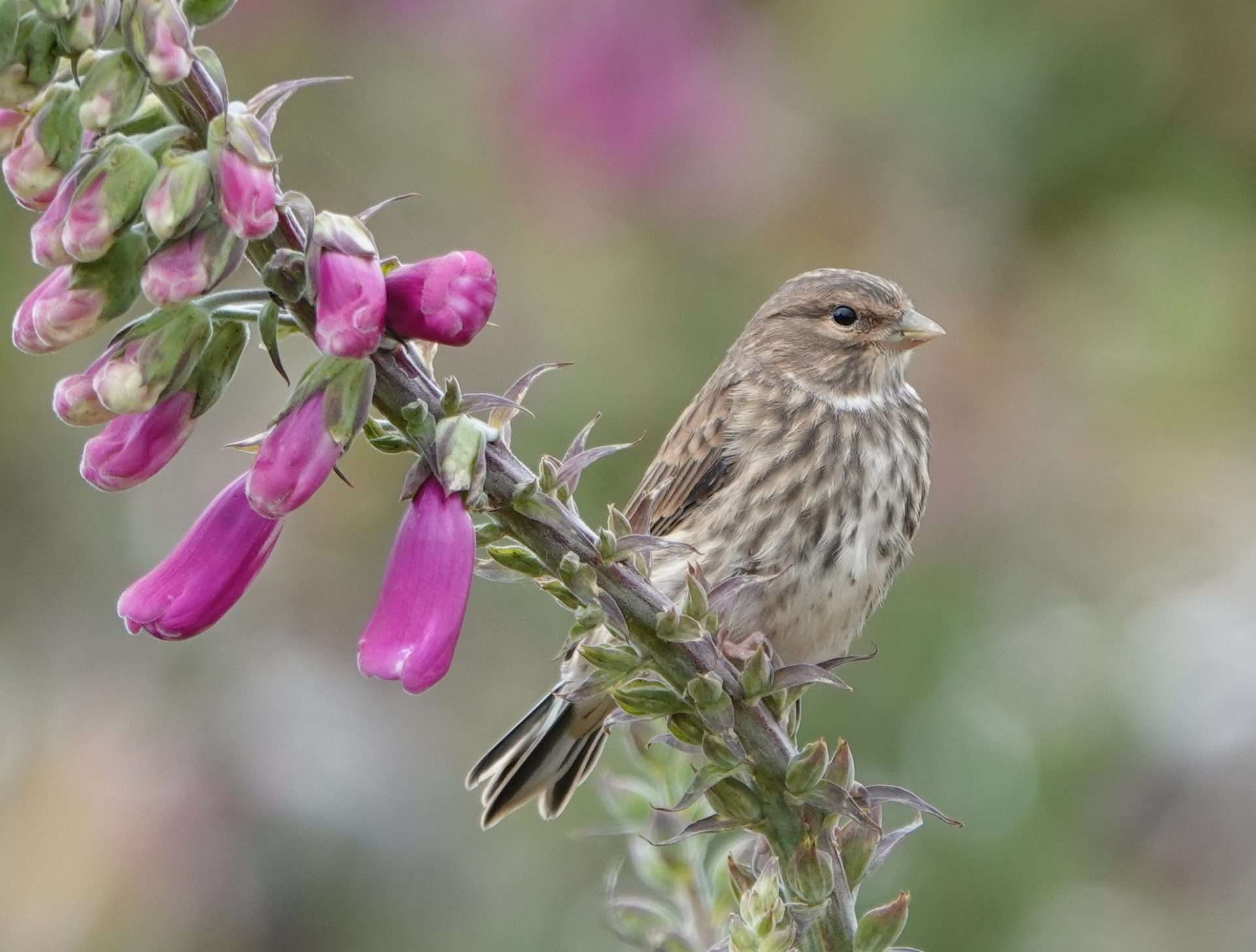 Linnet at Cookworthy Forest by Paul Howrihane - Devon Birds