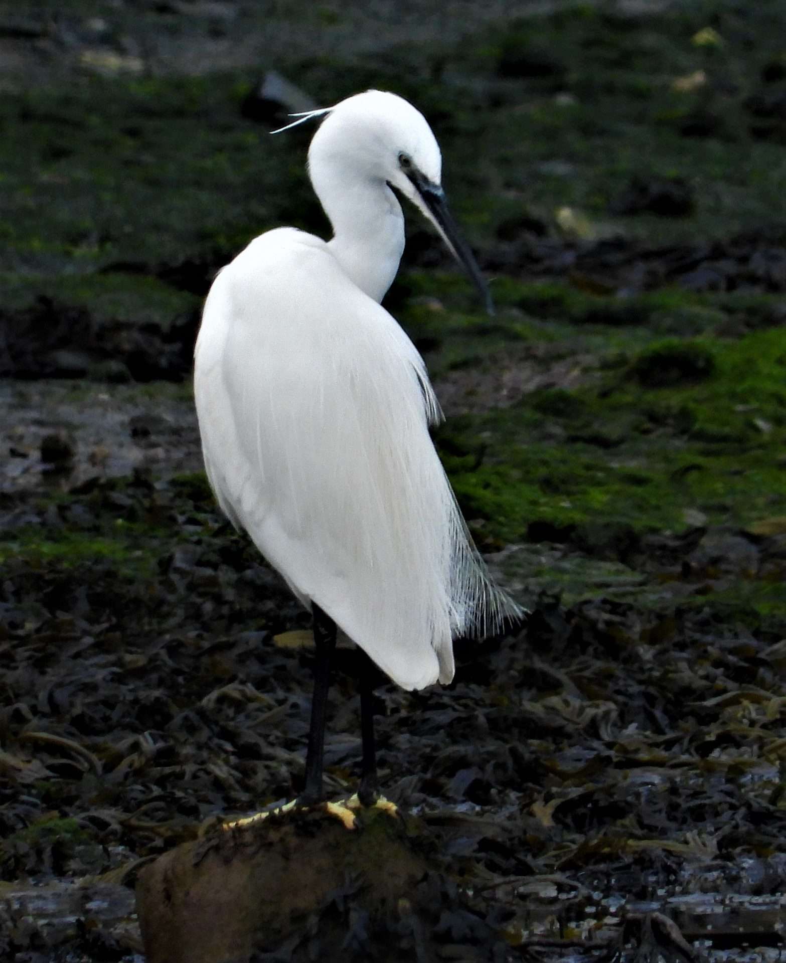 Little Egret at Combe cellars by Kenneth Bradley - Devon Birds