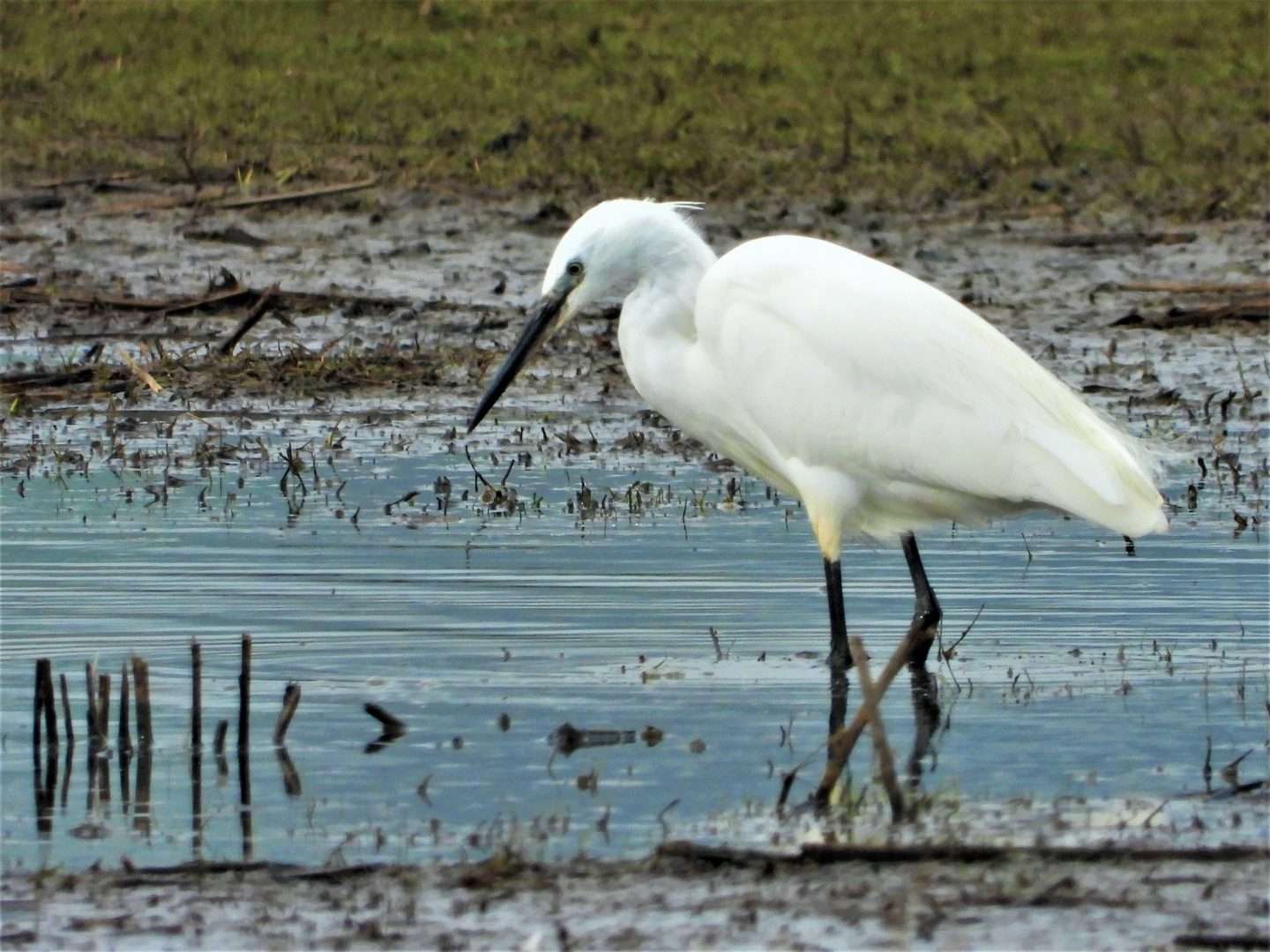 Little Egret at Exminster marshes RSPB by Kenneth Bradley - Devon Birds