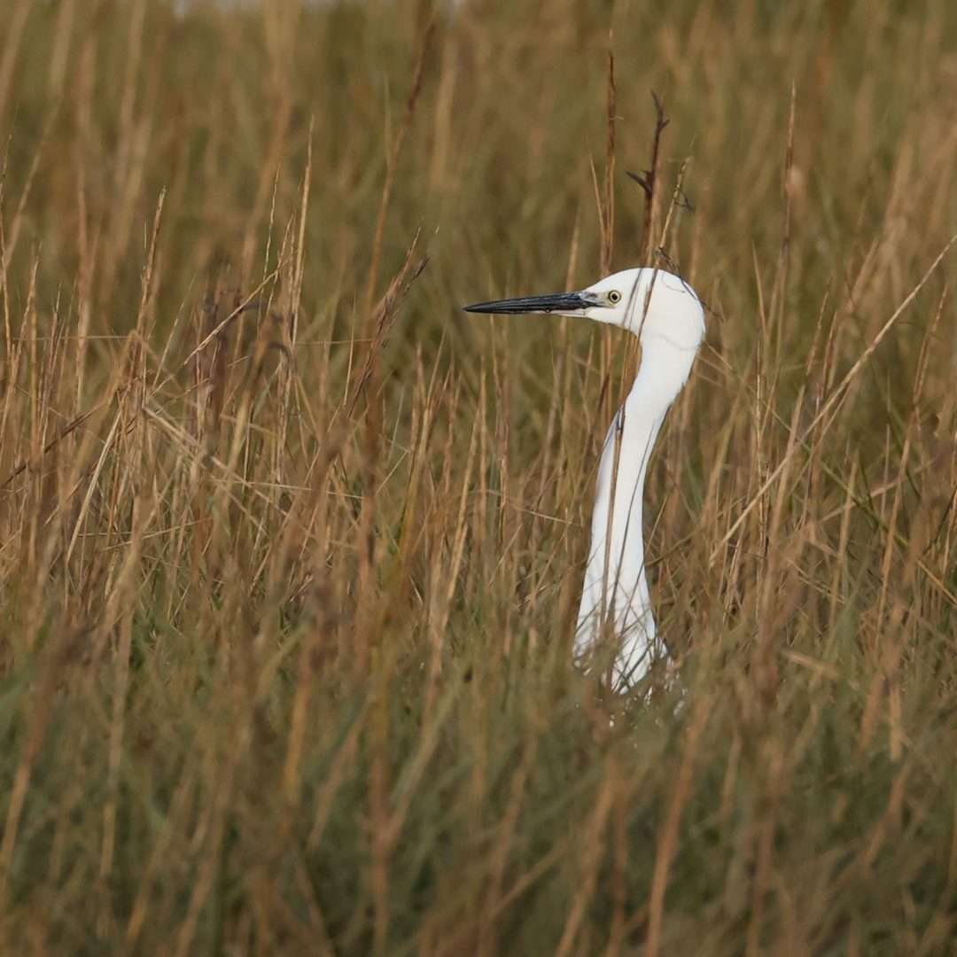 Little Egret at Dawlish Warren NR by Steve Hopper - Devon Birds