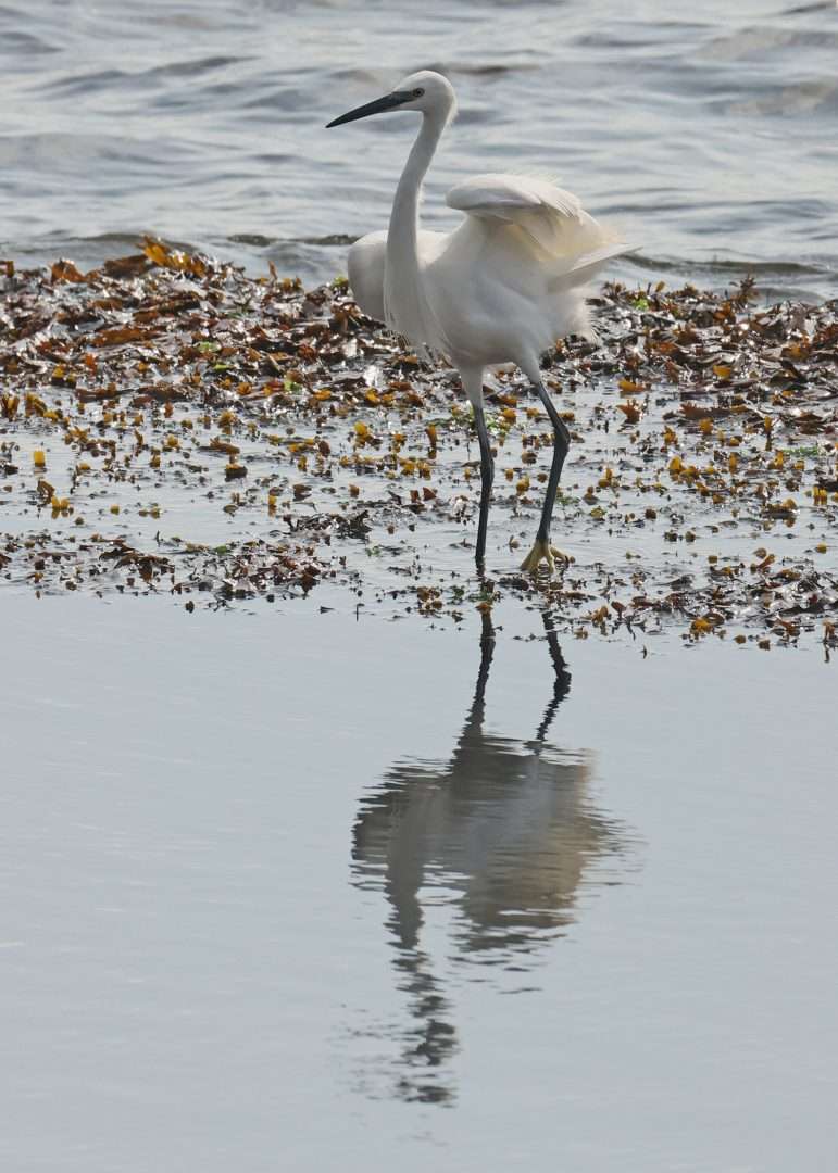 Little Egret at Marine Parade, Paignton by Steve Hopper - Devon Birds