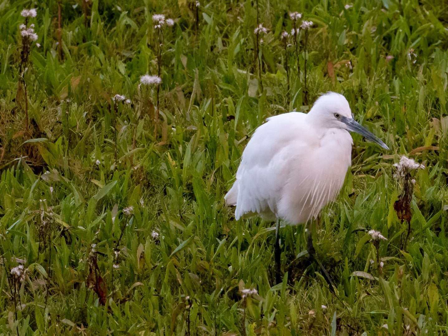 Little Egret at Blaxton Pool by Wayne Emery - Devon Birds