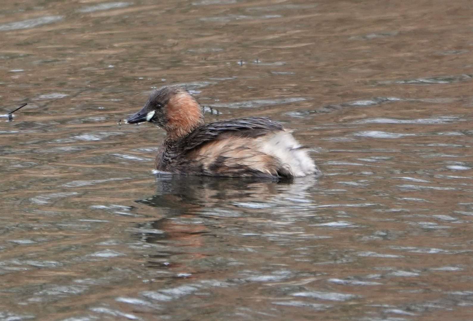 Little Grebe at Lower Tamar Lake by Paul Howrihane - Devon Birds