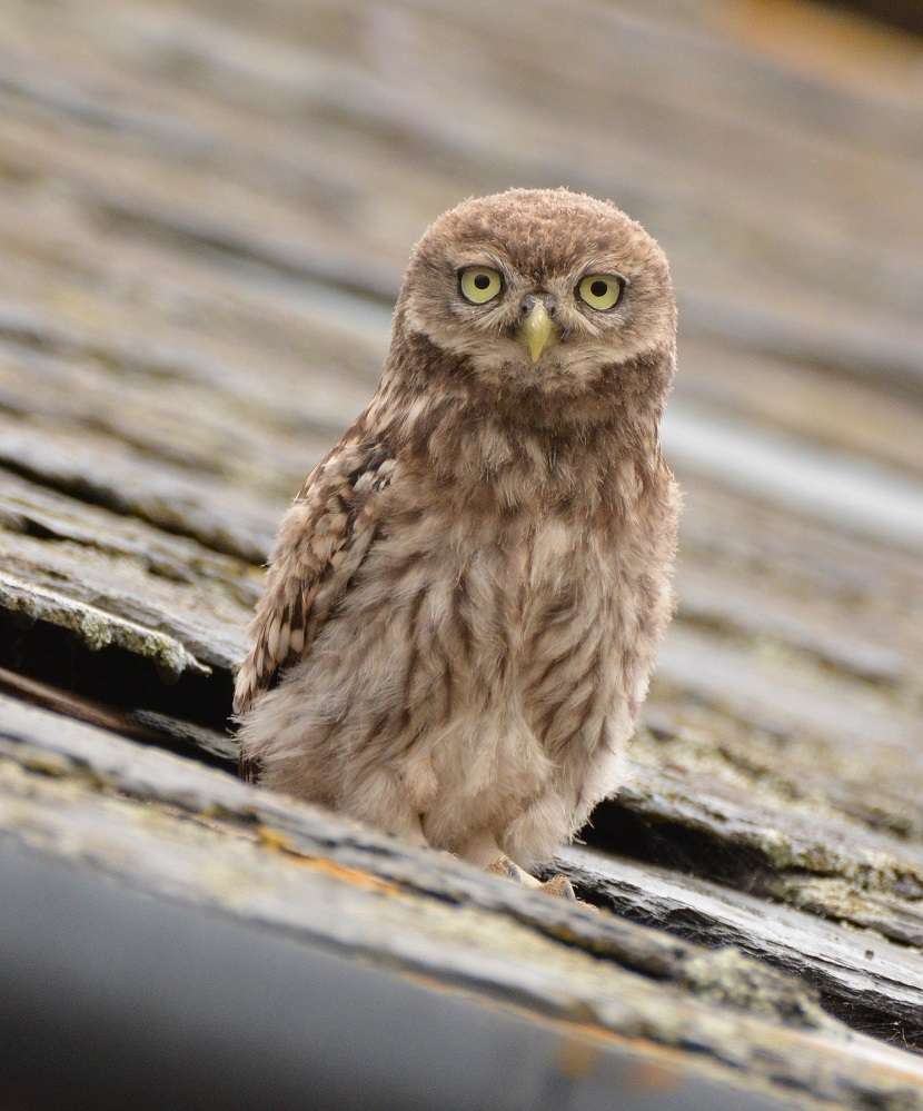 Little Owl at East Devon by John Deakins - Devon Birds