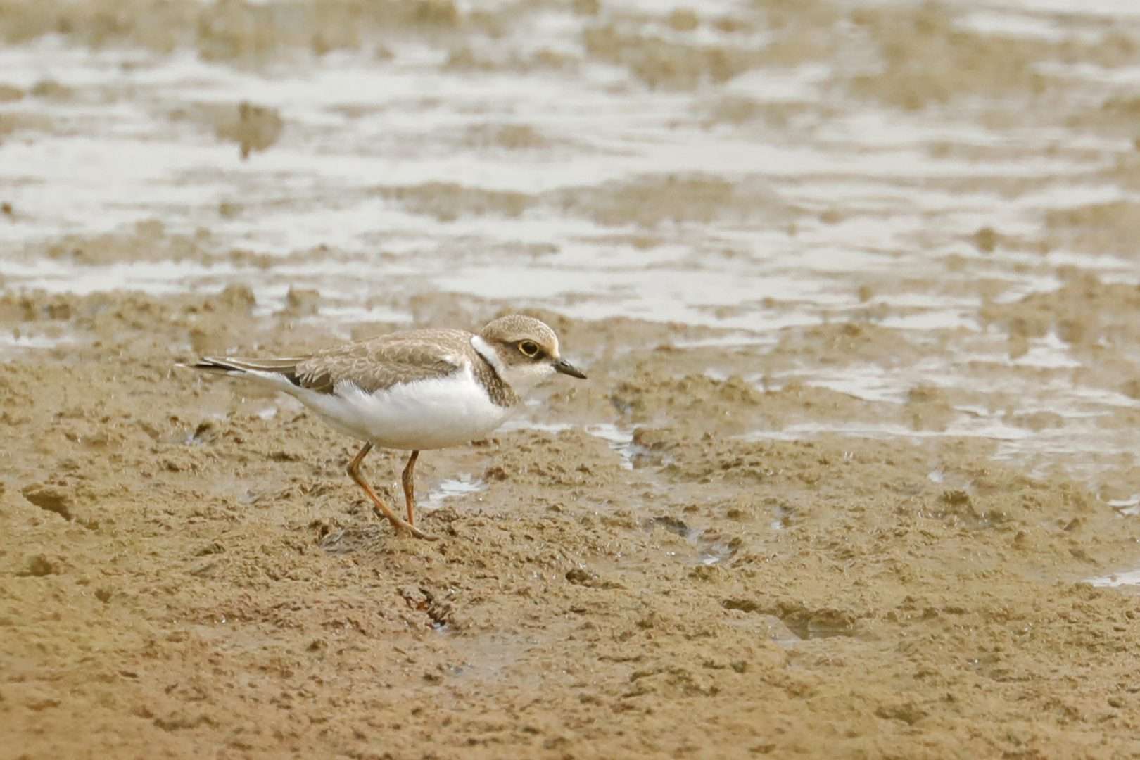 Little Ringed Plover at Seaton wetlands by Ian Loyd - Devon Birds