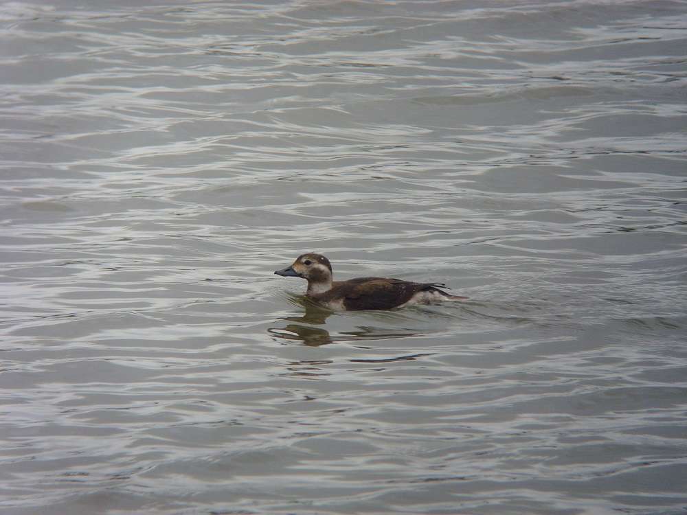 Long-tailed Duck at Taw Estuary by Rob Jutsum - Devon Birds