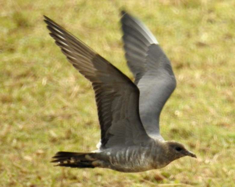Long-tailed Skua at Middle Marwood by Phil and Sue Naylor - Devon Birds